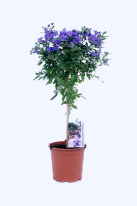 Solanum – Dutch Flower House